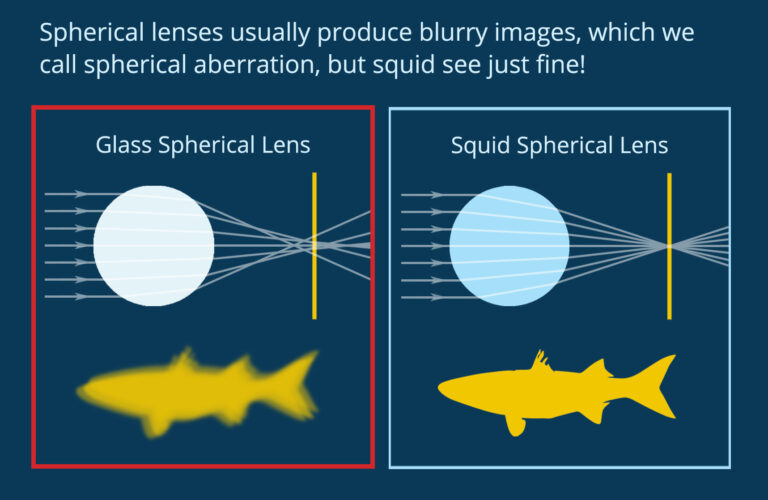 Squid reveal the secret to a “perfect” lens – Softbites
