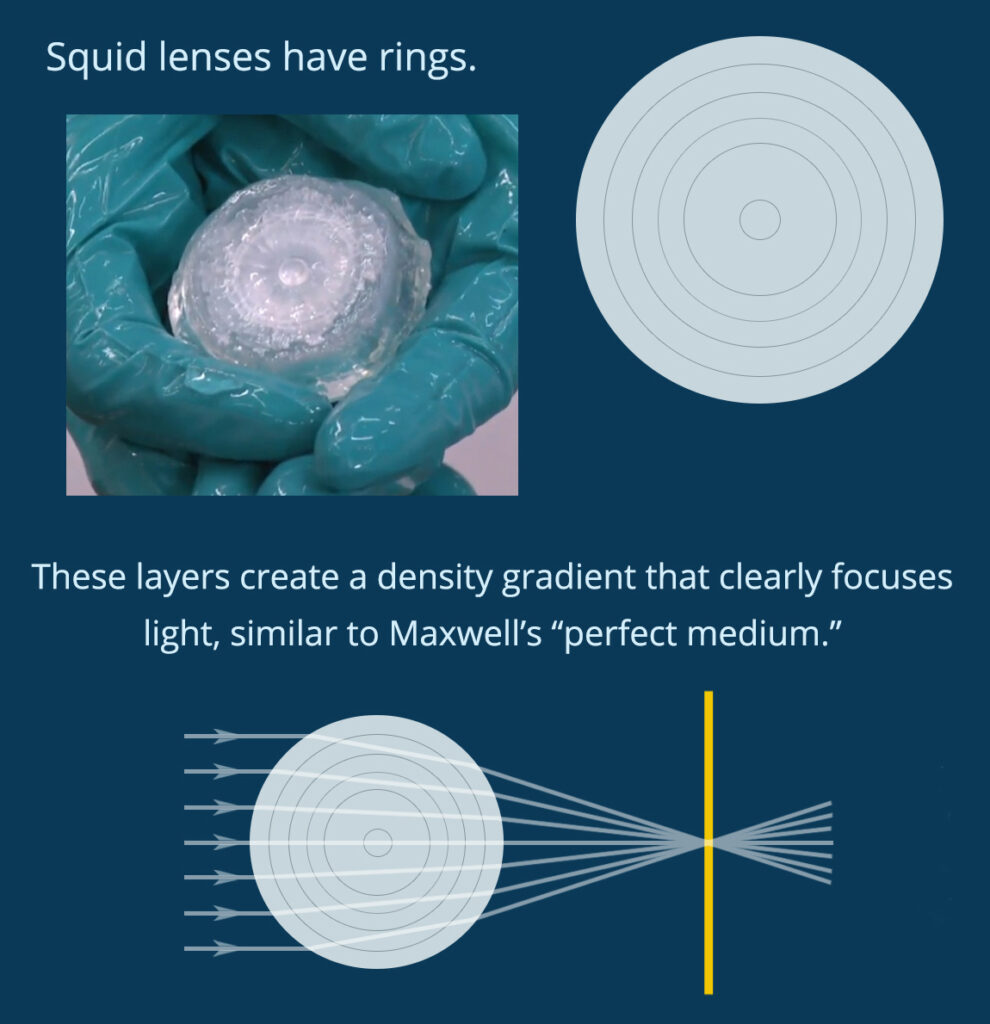 Squid reveal the secret to a “perfect” lens – Softbites