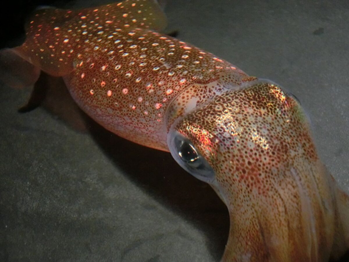 Squid reveal the secret to a “perfect” lens – Softbites