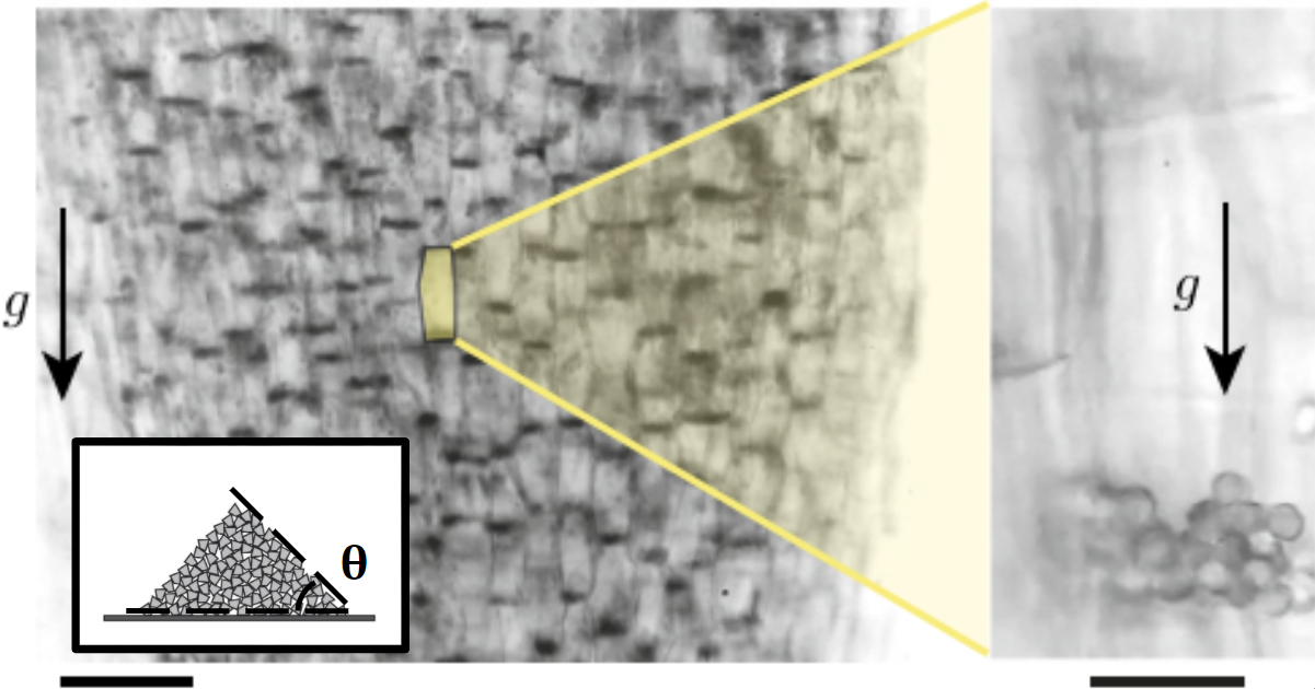 Plants detect gravity by going with the (granular) flow – Softbites